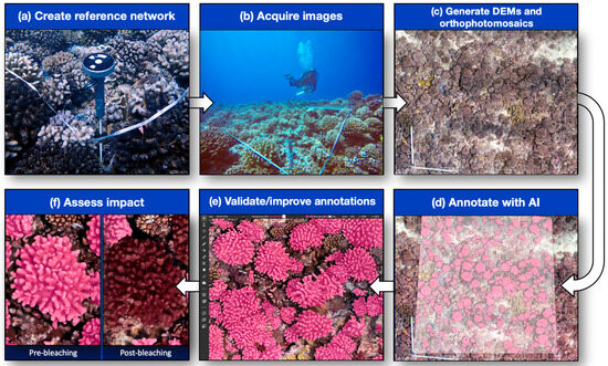 Quantifying the Loss of Coral from a Bleaching Event Using Underwater ...