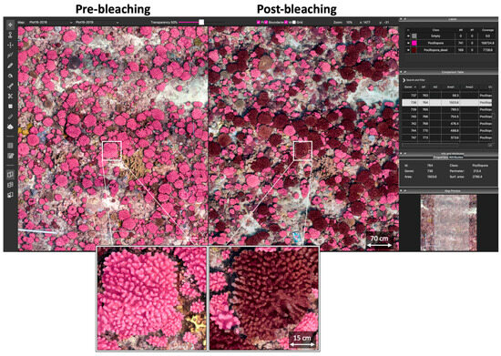 Quantifying the Loss of Coral from a Bleaching Event Using Underwater ...