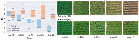 Remote Sensing | Free Full-Text | Potato Leaf Area Index Estimation Using Multi-Sensor Unmanned ...