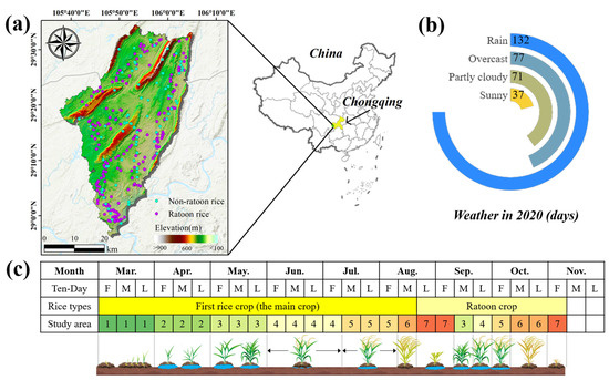 High-Resolution Ratoon Rice Monitoring under Cloudy Conditions with ...