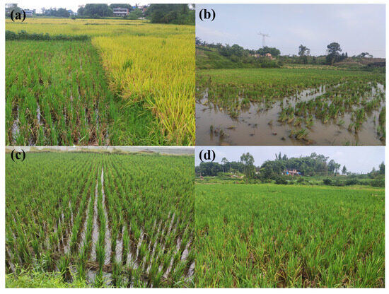 High-Resolution Ratoon Rice Monitoring under Cloudy Conditions with ...