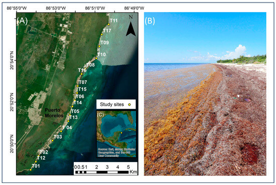 Spectral Characteristics of Beached Sargassum in Response to Drying and ...