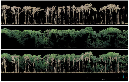Tree Stem Detection and Crown Delineation in a Structurally Diverse ...