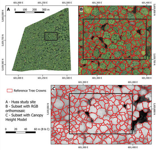 Tree Stem Detection and Crown Delineation in a Structurally Diverse ...