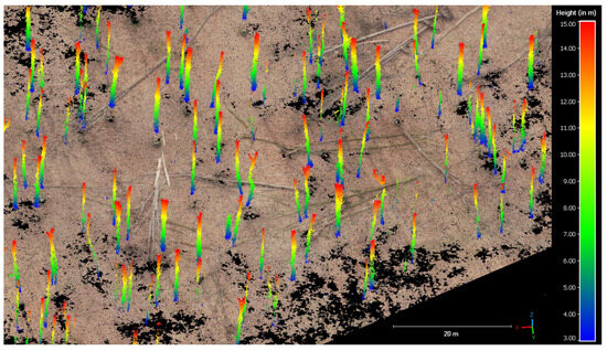 Tree Stem Detection and Crown Delineation in a Structurally Diverse ...