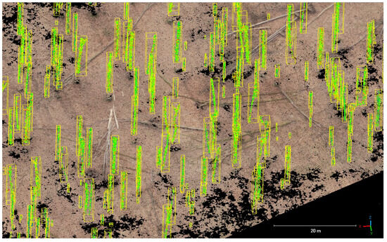 Tree Stem Detection and Crown Delineation in a Structurally Diverse ...