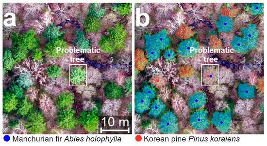 Unveiling the Potential of Drone-Borne Optical Imagery in Forest ...