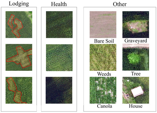 Remote Sensing | Free Full-Text | Efficient Wheat Lodging Detection Using UAV Remote Sensing ...