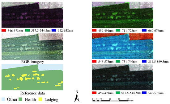 Remote Sensing | Free Full-Text | Efficient Wheat Lodging Detection Using UAV Remote Sensing ...