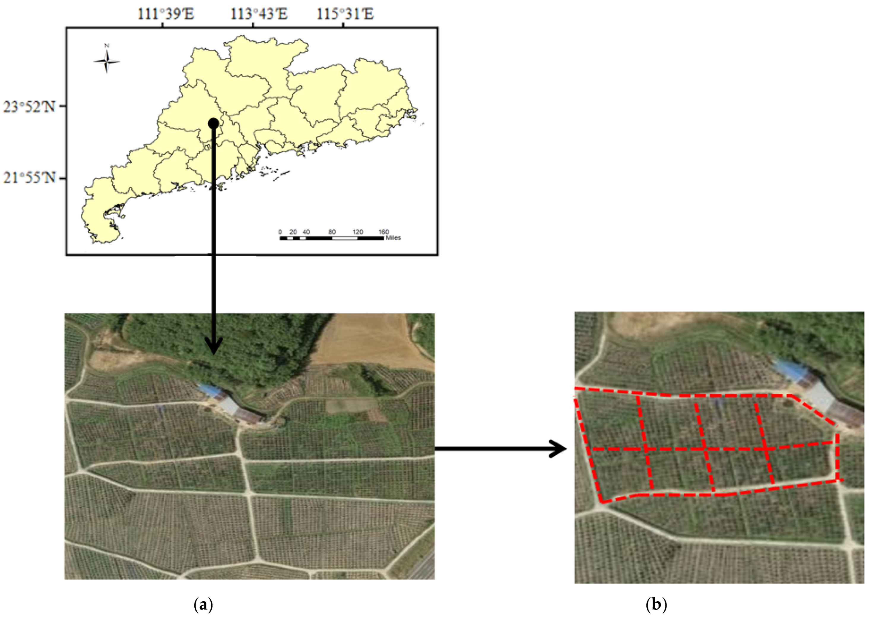 CURI-YOLOv7: A Lightweight YOLOv7tiny Target Detector for Citrus Trees from UAV Remote Sensing ...