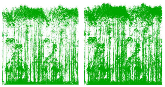 Forest-PointNet: A Deep Learning Model for Vertical Structure Segmentation in Complex Forest Scenes