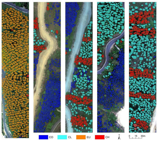 Individual Tree Species Identification and Crown Parameters Extraction ...