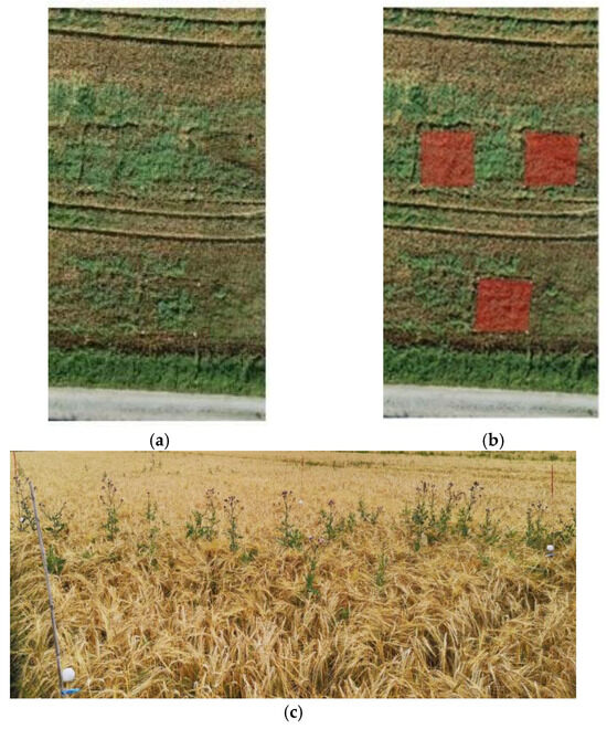 Transformer in UAV Image-Based Weed Mapping