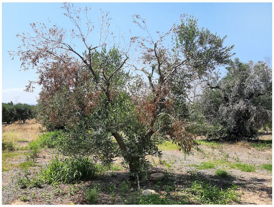 Application of Machine Learning for Disease Detection Tasks in Olive ...