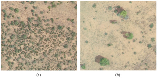 A New Remote Sensing Desert Vegetation Detection Index