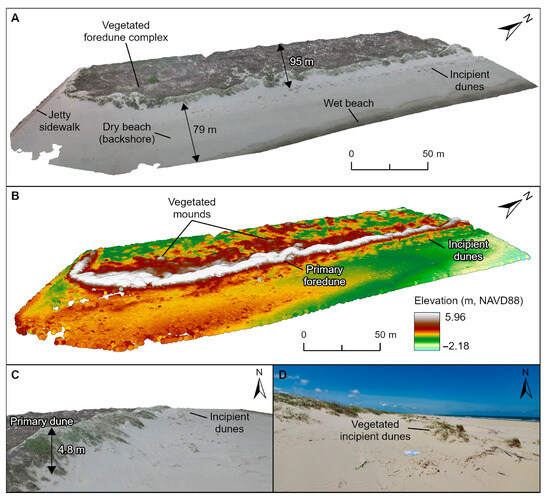 Quantifying the Impact of Hurricane Harvey on Beach−Dune Systems of the ...