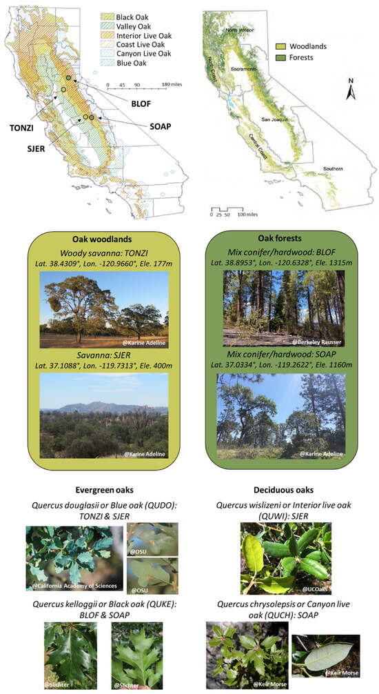 Remote Sensing | Free Full-Text | Estimation of Oak Leaf Functional ...