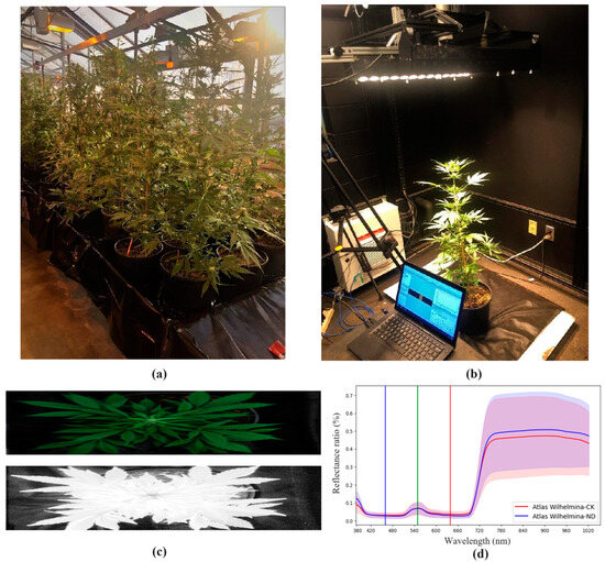 Noninvasive Early Detection of Nutrient Deficiencies in Greenhouse ...