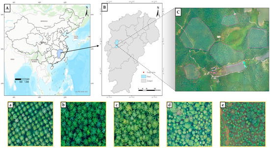 Tree-Level Chinese Fir Detection Using UAV RGB Imagery and YOLO-DCAM
