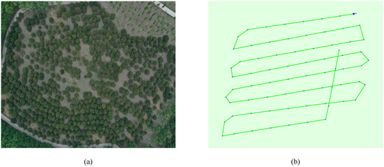 Remote Sensing | Free Full-Text | Tree Crown Segmentation and Diameter ...