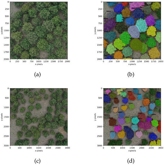Remote Sensing | Free Full-Text | Tree Crown Segmentation and Diameter at Breast Height ...