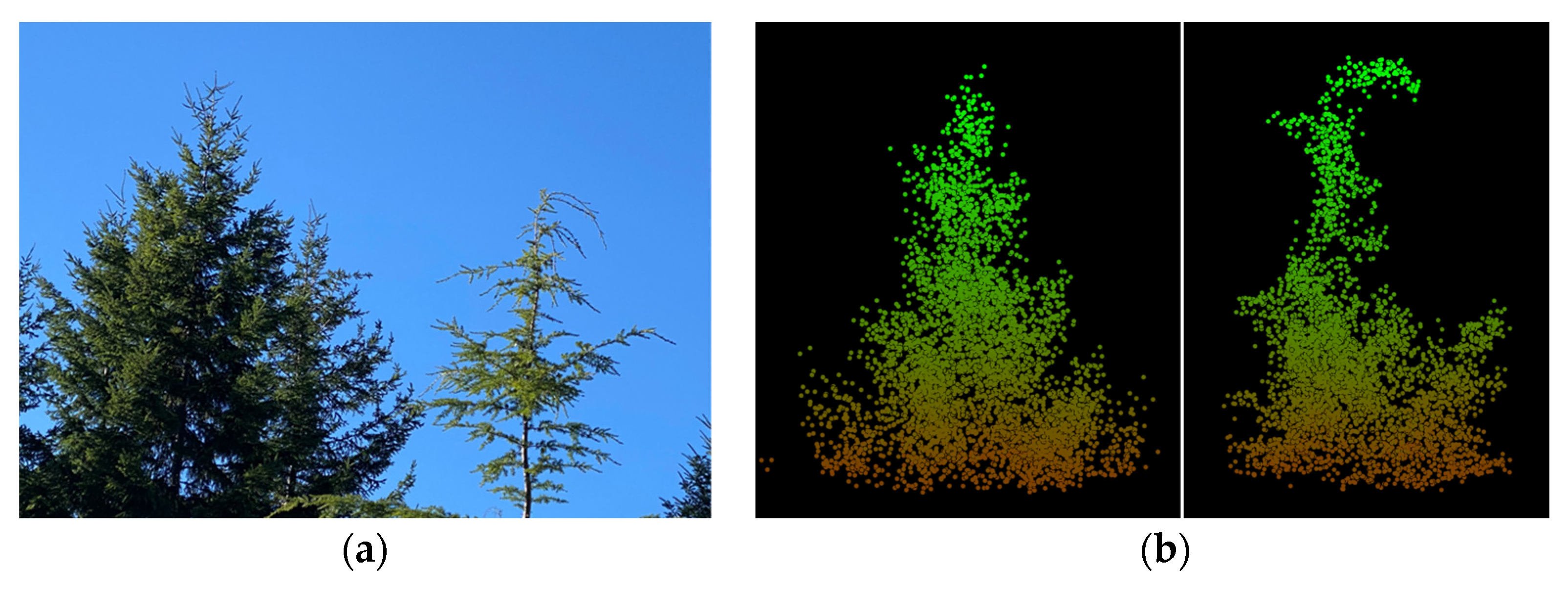 Tree Species Classification Based on Upper Crown Morphology Captured by ...