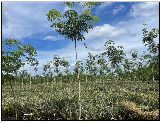 Fine-Scale (10 m) Dynamics of Smallholder Farming through COVID-19 in ...