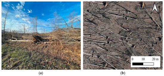 Remote Sensing | Free Full-Text | Using Deep Learning and Advanced Image Processing for the ...