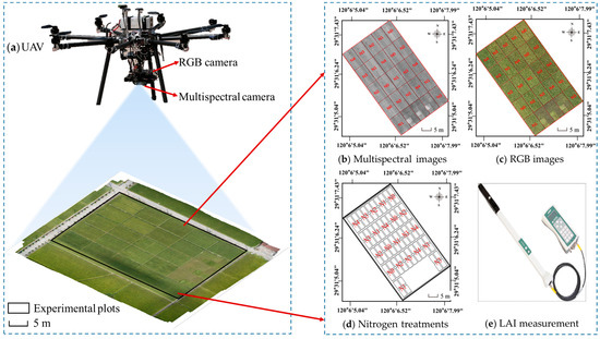 Remote Sensing | Free Full-Text | Enhanced Leaf Area Index Estimation in Rice by Integrating UAV ...