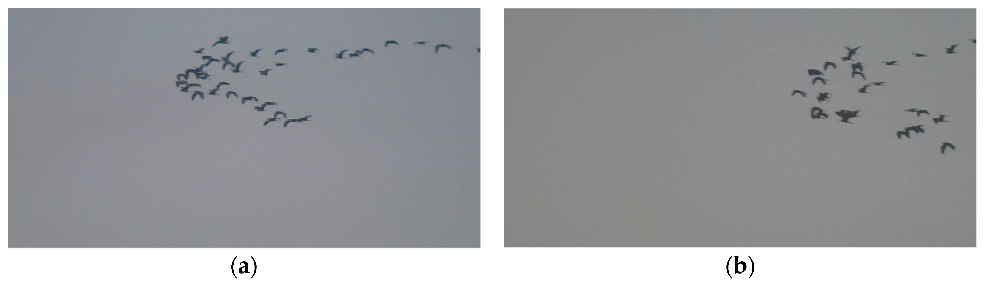 Monitoring Dynamically Changing Migratory Flocks Using an Algebraic Graph Theory-Based ...