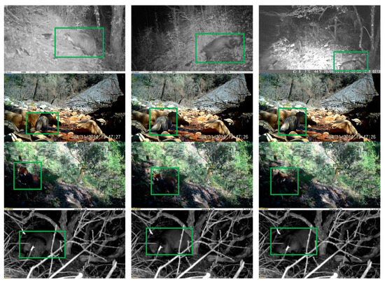 Remote Sensing | Free Full-Text | Wildlife Real-Time Detection in ...