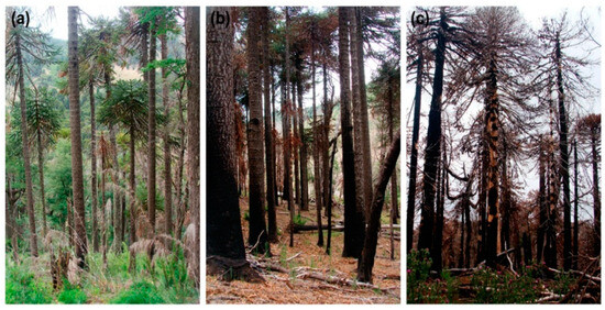 The Dolan Fire of Central Coastal California: Burn Severity Estimates ...