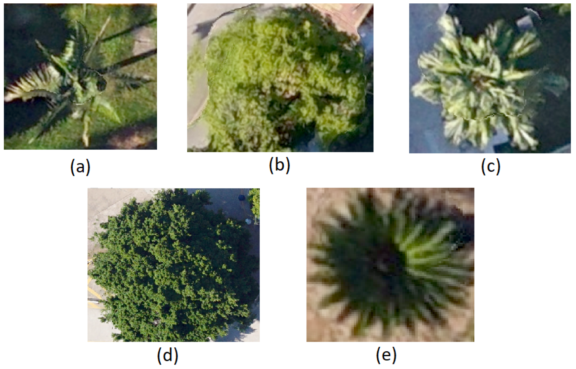 Improving Artificial Intelligence Based Individual Tree Species Classification Using Pseudo Tree