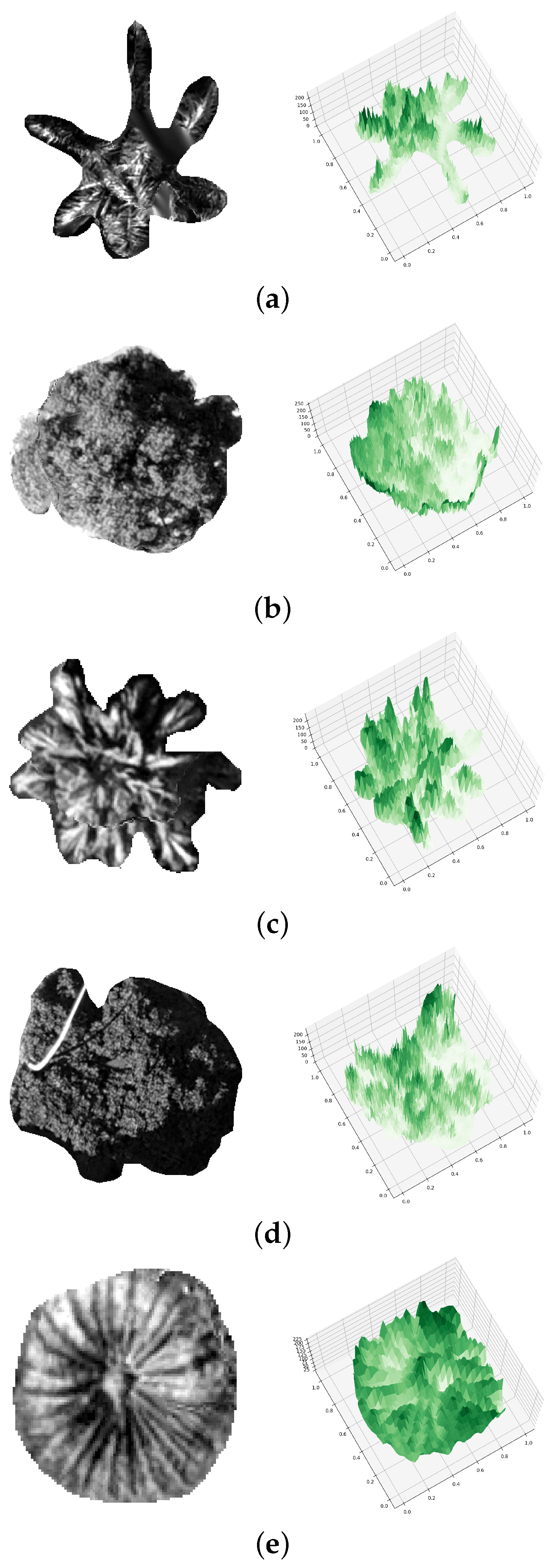Improving Artificial Intelligence Based Individual Tree Species Classification Using Pseudo Tree