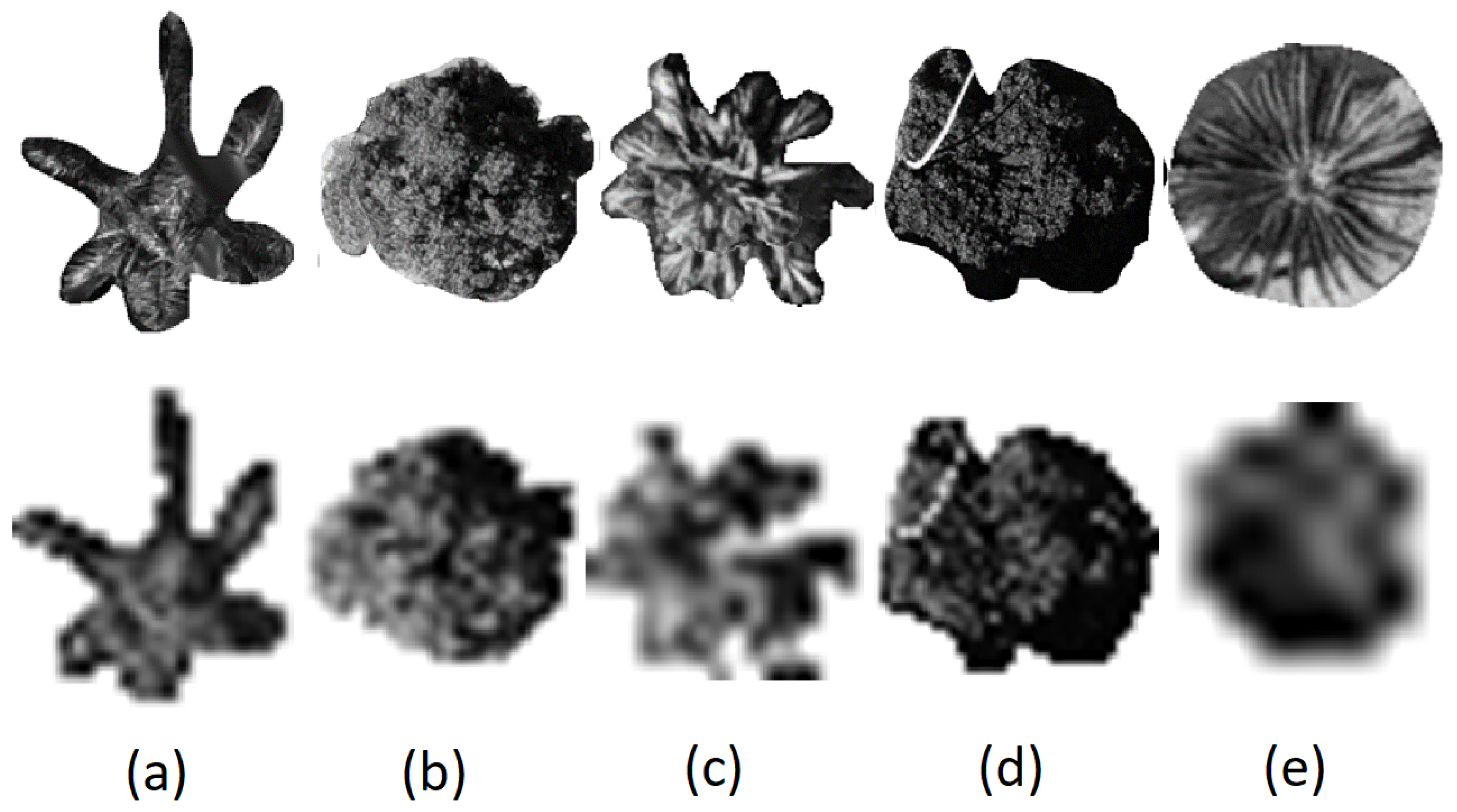 Improving Artificial Intelligence Based Individual Tree Species Classification Using Pseudo Tree