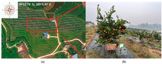 Dynamic Slicing and Reconstruction Algorithm for Precise Canopy Volume ...