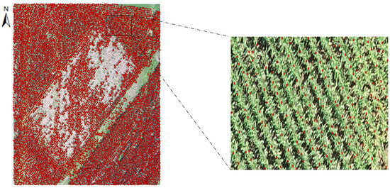Detection of Individual Corn Crop and Canopy Delineation from Unmanned ...