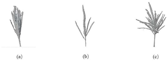 Fine-Scale Quantification of the Effect of Maize Tassel on Canopy ...