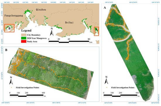 Remote Sensing | Free Full-Text | Fine-Scale Mangrove Species ...