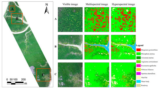Remote Sensing | Free Full-Text | Fine-Scale Mangrove Species ...