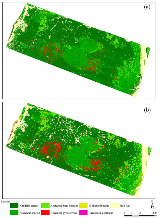 Remote Sensing | Free Full-Text | Fine-Scale Mangrove Species Classification Based on UAV ...