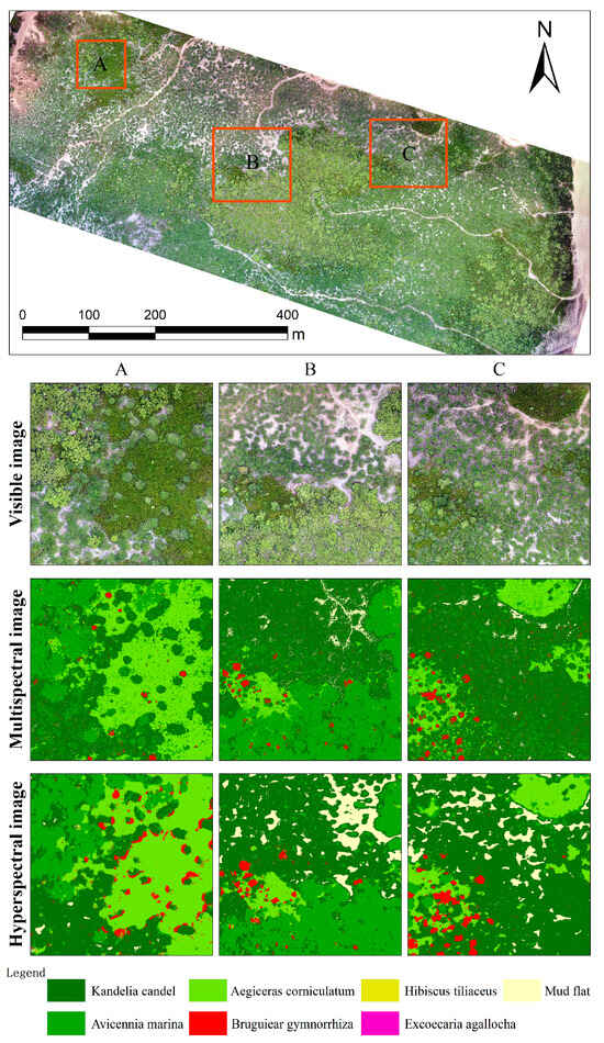 Remote Sensing | Free Full-Text | Fine-Scale Mangrove Species Classification Based on UAV ...