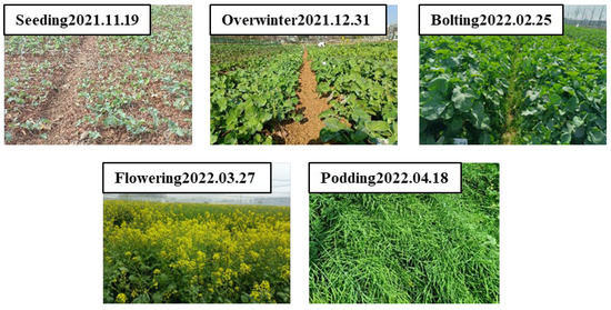 Early-Stage Mapping of Winter Canola by Combining Sentinel-1 and ...