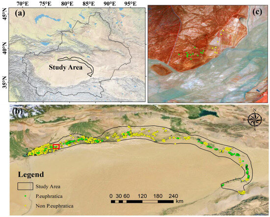 Mapping Natural Populus euphratica Forests in the Mainstream of the Tarim River Using Spaceborne ...