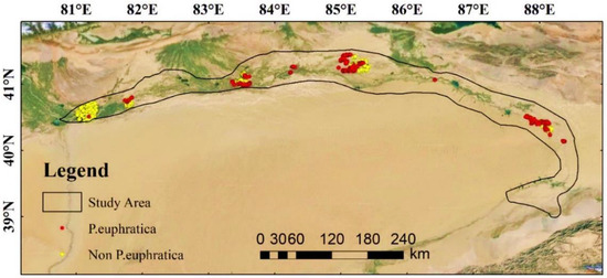 Mapping Natural Populus euphratica Forests in the Mainstream of the ...