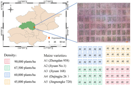 The Detection of Maize Seedling Quality from UAV Images Based on Deep ...