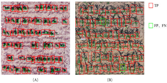 The Detection of Maize Seedling Quality from UAV Images Based on Deep ...