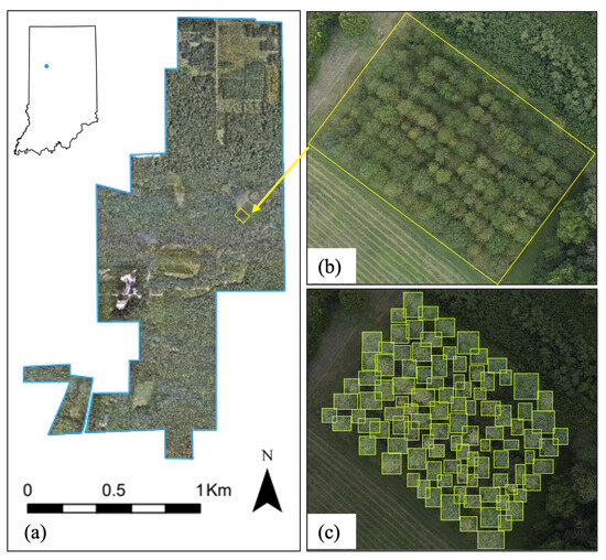 Tree Species Classification from UAV Canopy Images with Deep Learning ...