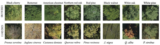 Tree Species Classification from UAV Canopy Images with Deep Learning ...