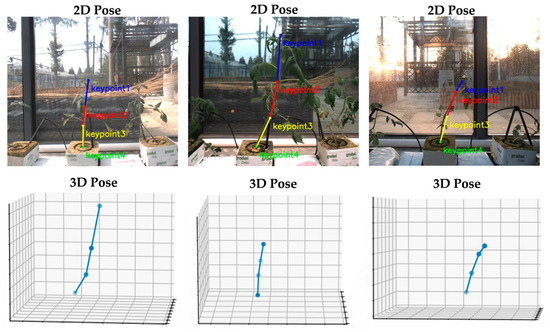 An Improved 2D Pose Estimation Algorithm for Extracting Phenotypic Parameters of Tomato Plants ...